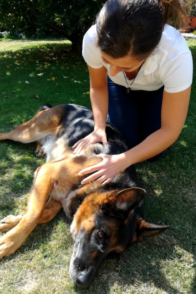 Horsecare - Emeline Moutiez - Espace canin - Massothérapie pour chien